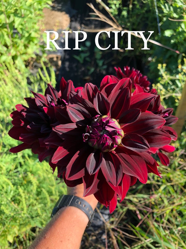 rip city